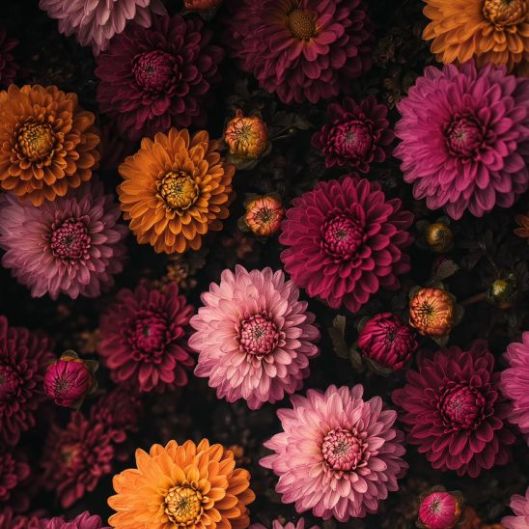 Professional Cuddler in Fort Wayne, Indiana | desiredC