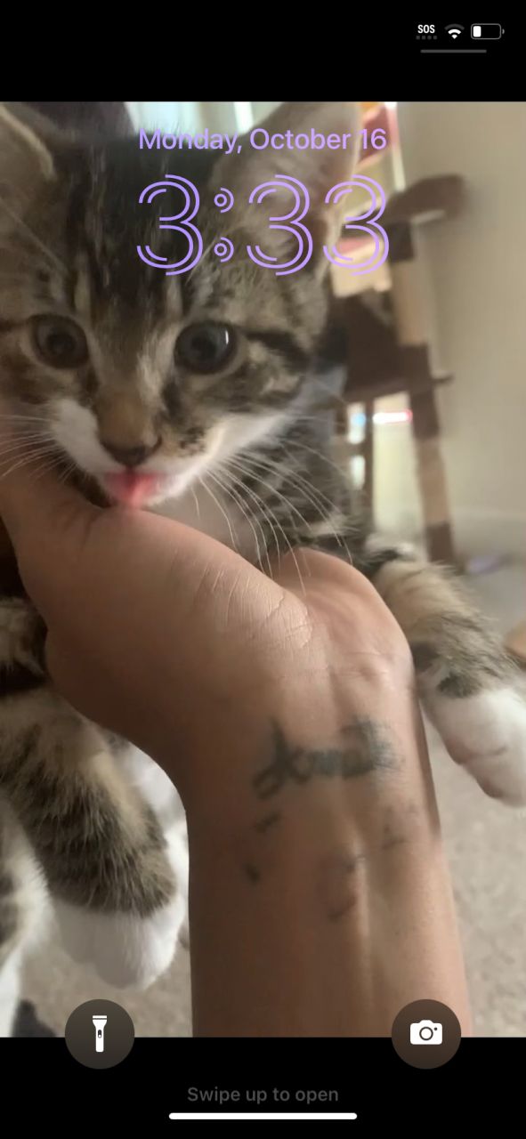 Professional Cuddler in Washington, District of Columbia | Rubinator